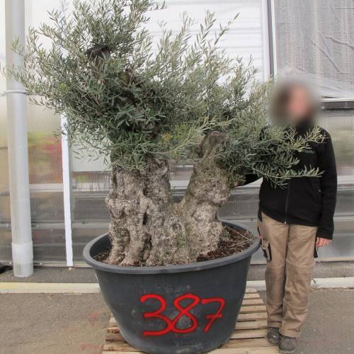 Olive Tree Specimen : buy Olive Tree Specimen / Olea europea specimen