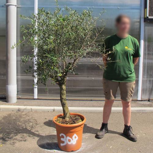 Olive Tree Specimen : buy Olive Tree Specimen / Olea europea specimen