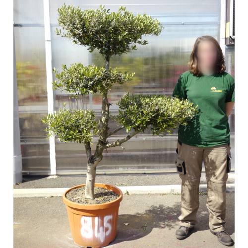 Olive Tree Specimen : buy Olive Tree Specimen / Olea europea specimen