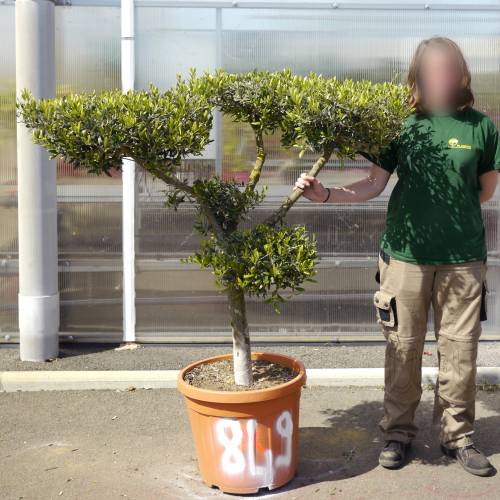 Olive Tree Specimen : buy Olive Tree Specimen / Olea europea specimen