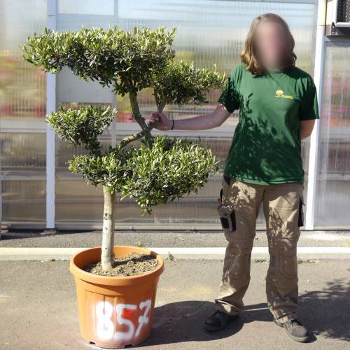 Olive Tree Specimen : buy Olive Tree Specimen / Olea europea specimen