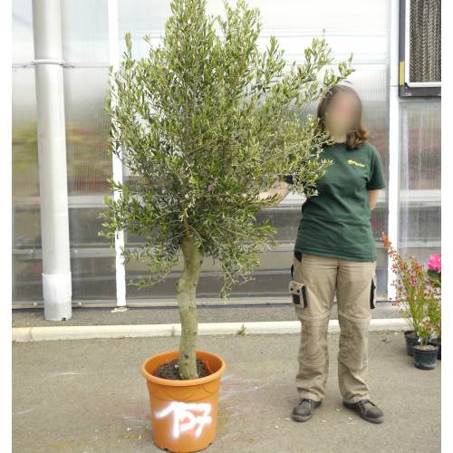 Olive Tree Specimen : buy Olive Tree Specimen / Olea europea specimen