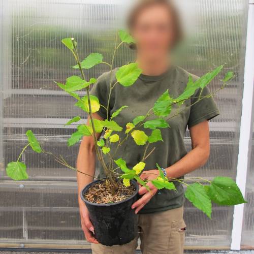 Mulberry, Dwarf 'Mojo Berry' : buy Mulberry, Dwarf 'Mojo Berry' / Morus ...