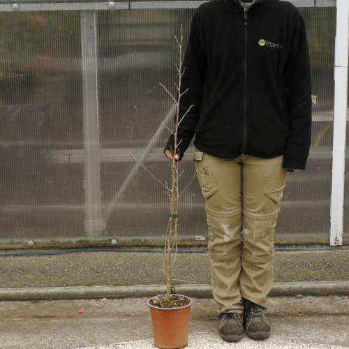 Mulberry, Dwarf 'Mojo Berry' : buy Mulberry, Dwarf 'Mojo Berry' / Morus ...