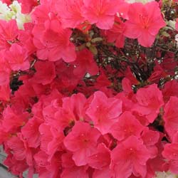 Azalea 'Arabesk' : buy Azalea 'Arabesk' / Azalea japonica Arabesk